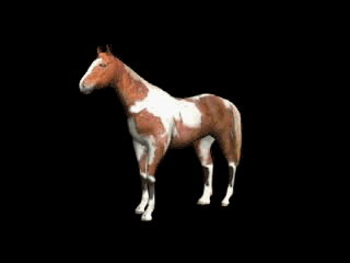 Realistic brown pony steed one only bound with animation 3d Model max ...