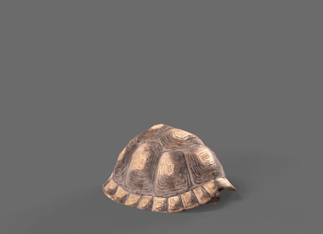 Turtle Turtle 3d Model fbx ma/mb | 82Models