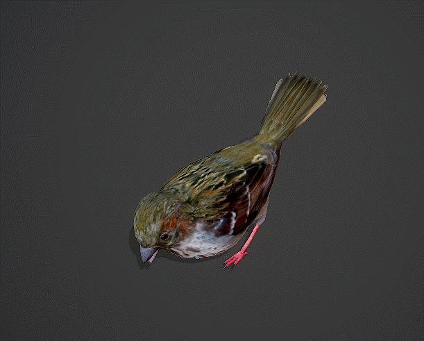 Bird Bird 3d Model fbx max tbscene | 82Models