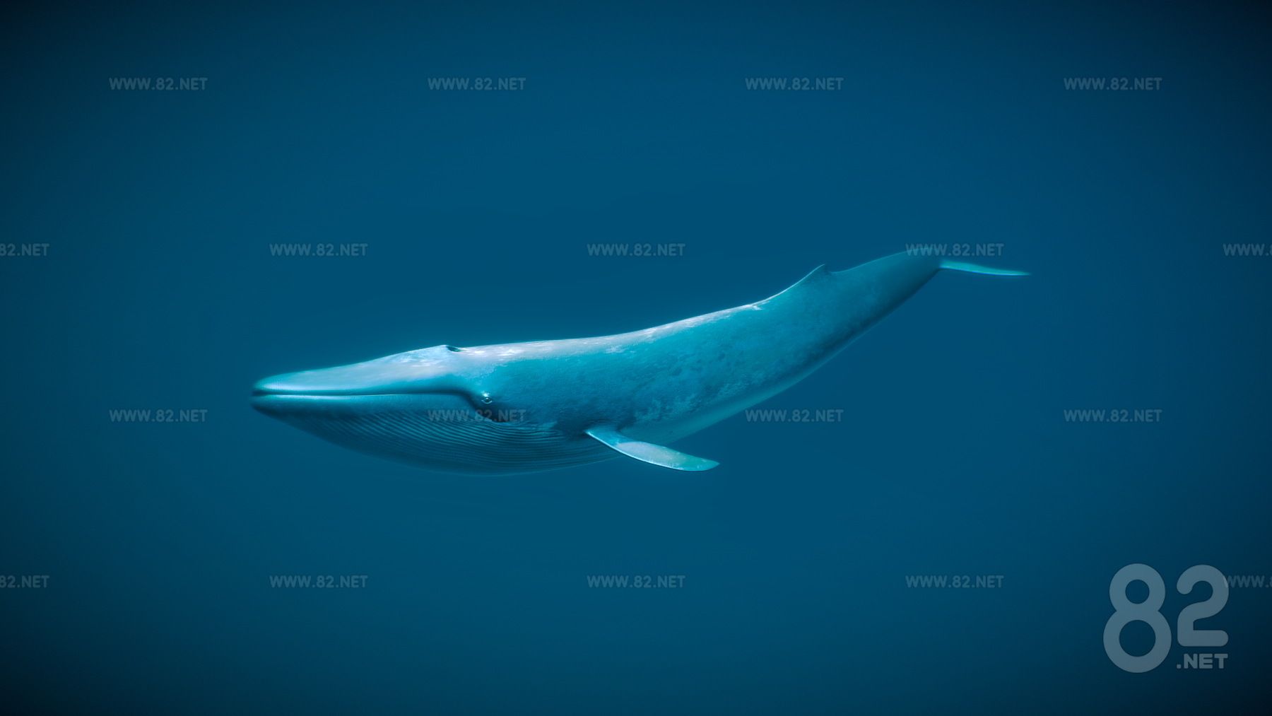 Realistic Blue Whale Killer Whale 3d Model fbx max | 82Models