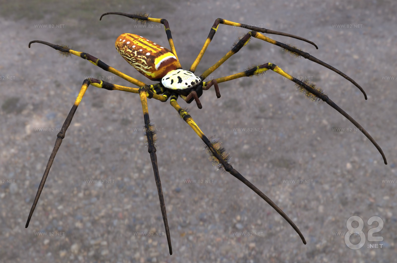 golden silk round spider spider 3d Model max | 82Models