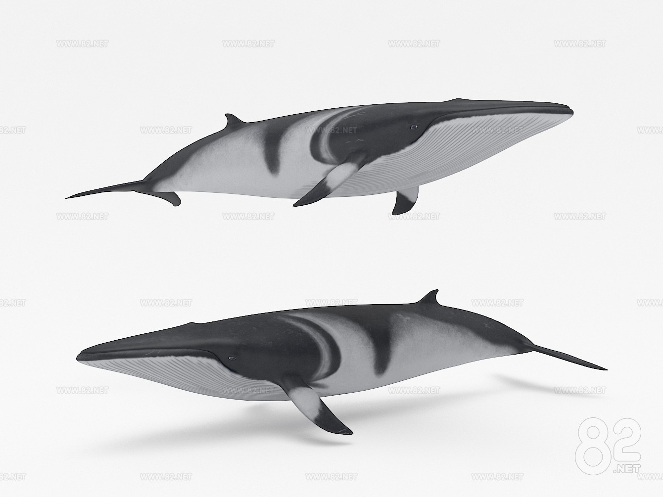 Great white whale fish fish 3d Model max | 82Models
