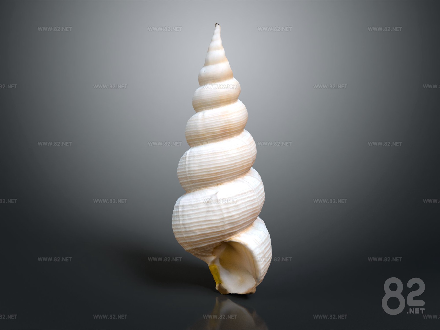 conch bone snail 3d Model max | 82Models