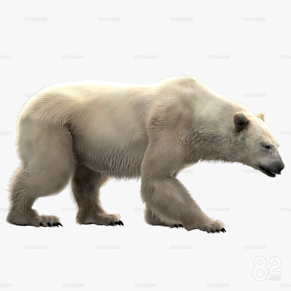polar bear white bear 3d Model ma/mb | 82Models