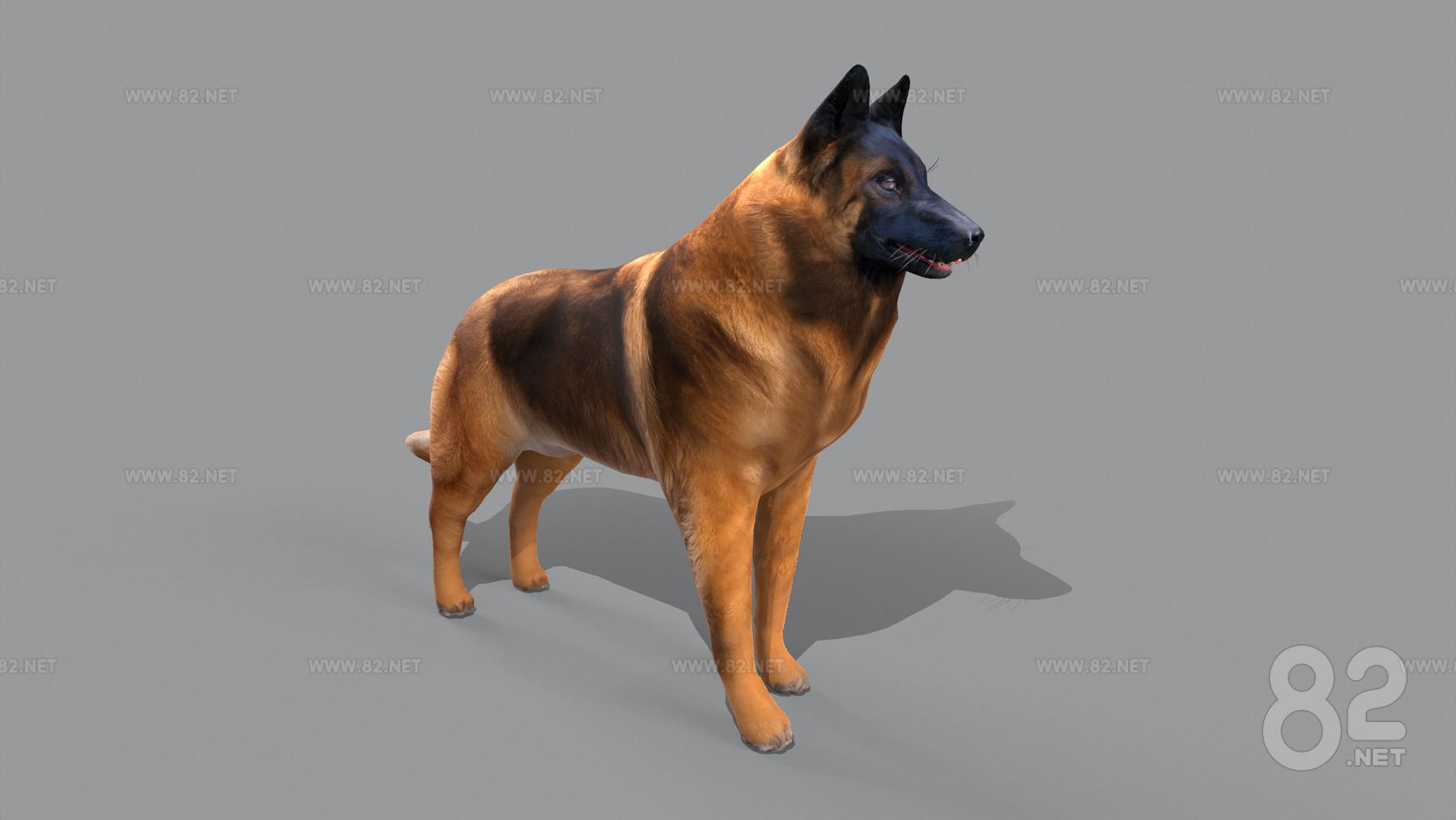 [Bound Animation] Belgian Shepherd Carnivore 3d Model tbscene blend fbx ...