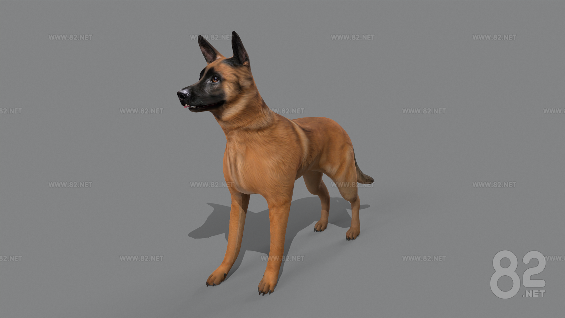 Marinua Dog Belgian Shepherd 3d Model tbscene blend fbx other max ...