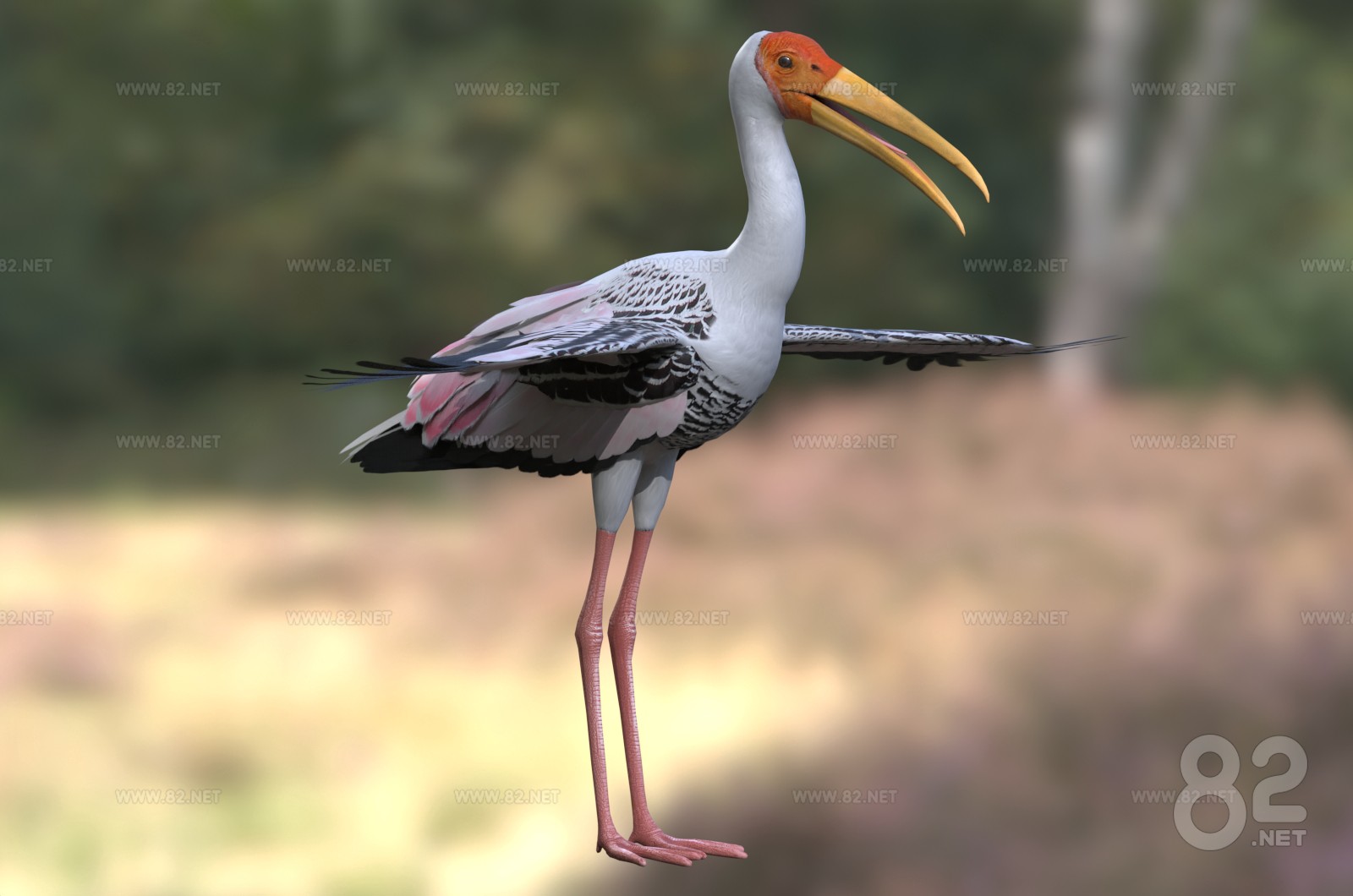 Colorful Stork White-headed Ibis Stork 3d Model max | 82Models