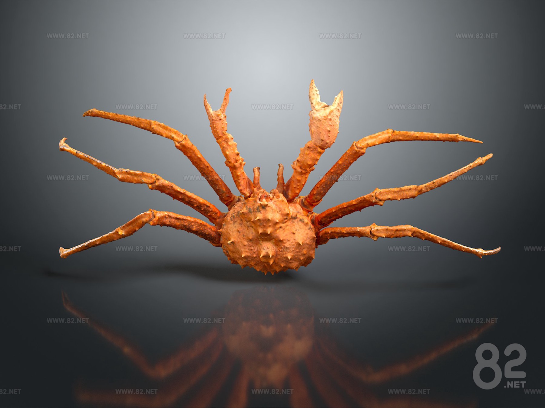 King Crab Emperor Crab 3d Model max | 82Models