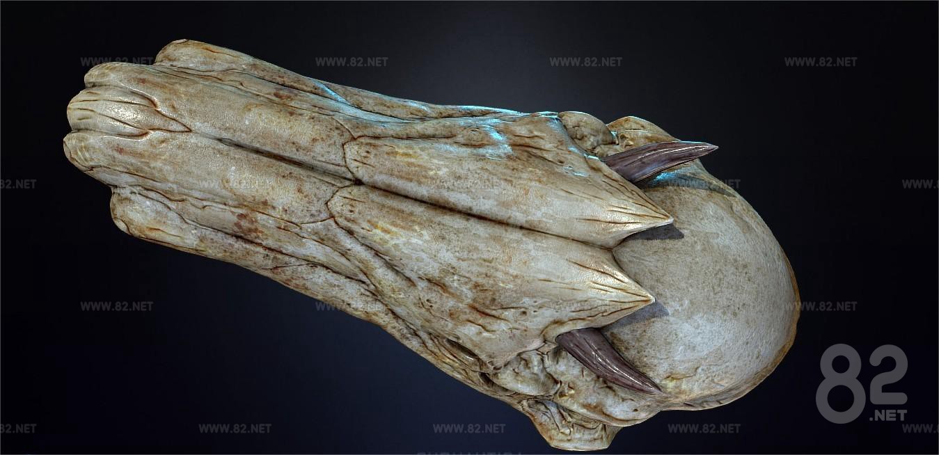 Skull Bone 3d Model fbx | 82Models