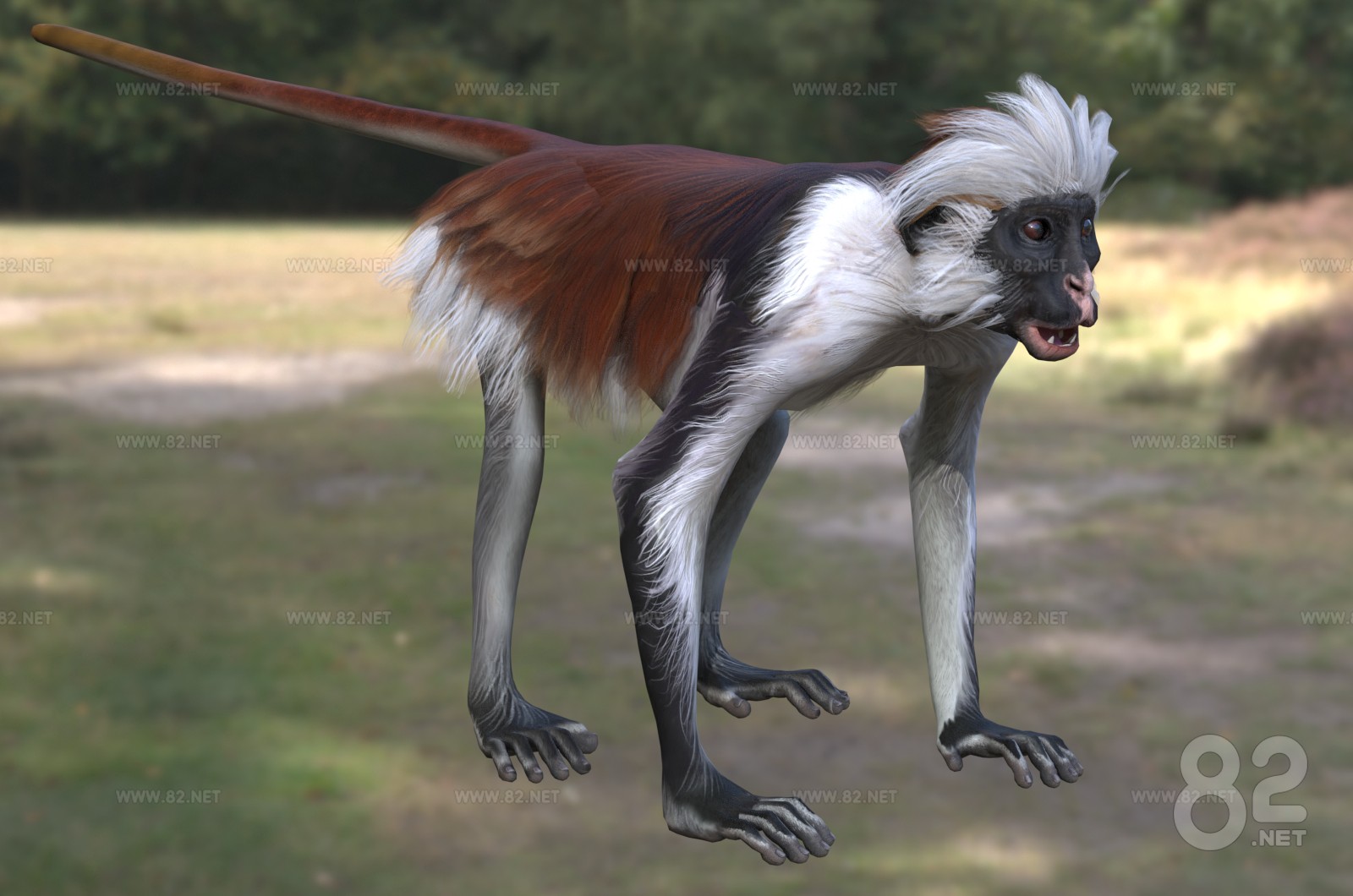 Zanzibar Red Colobus Monkey Peng Red Colobus Monkey 3d Model max | 82Models