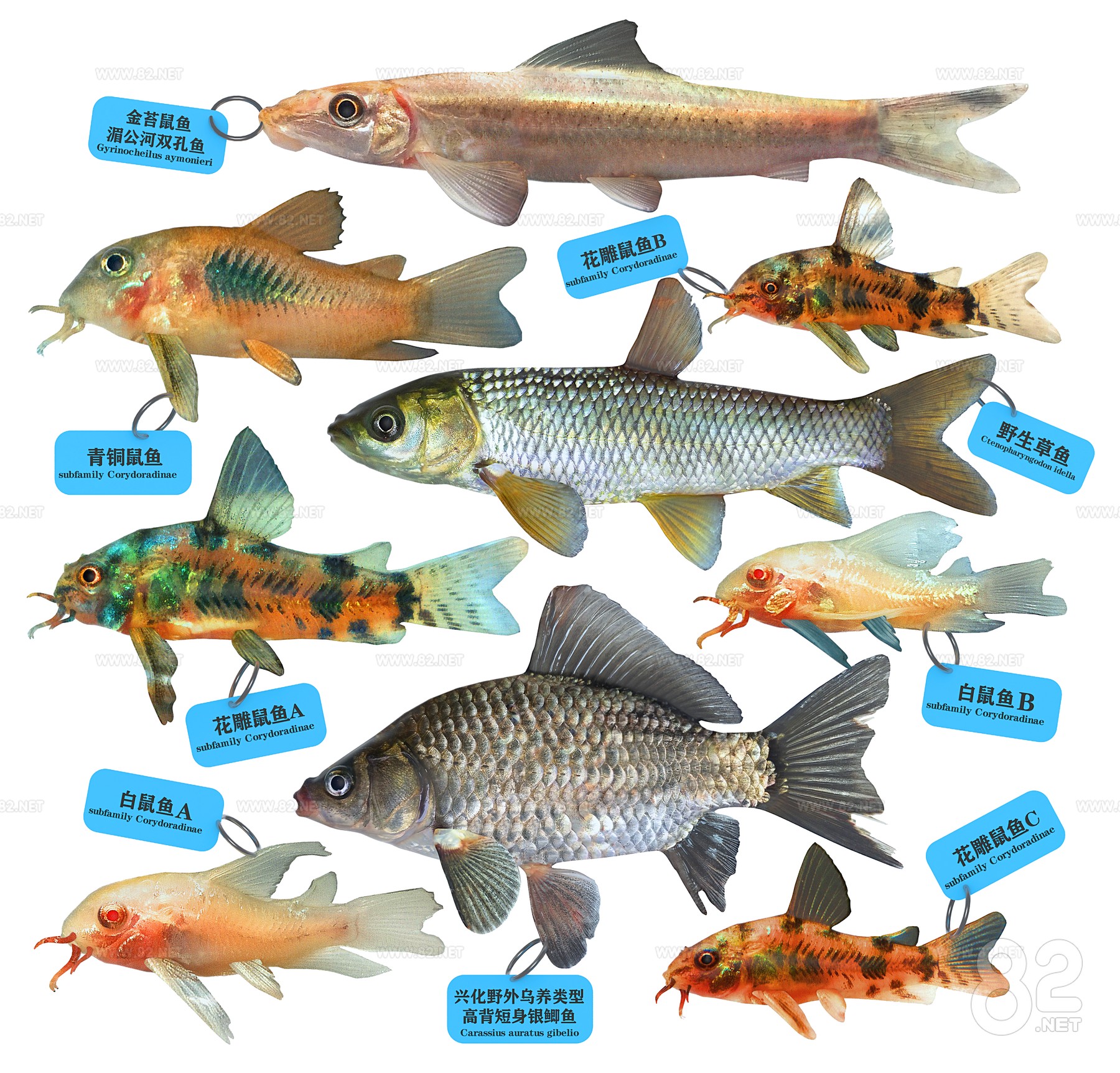 combination model of freshwater fish 3d Model max ma/mb fbx obj stl zpr ...
