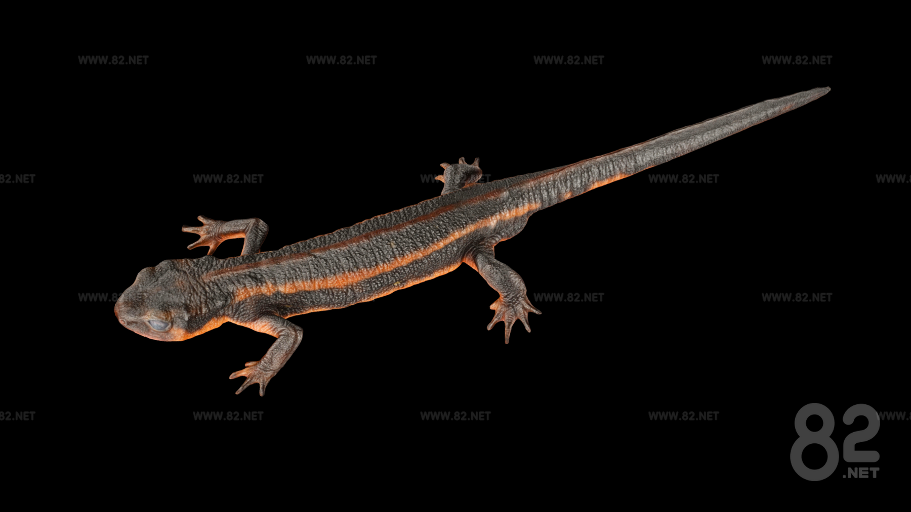 salamander 3d Model max | 82Models