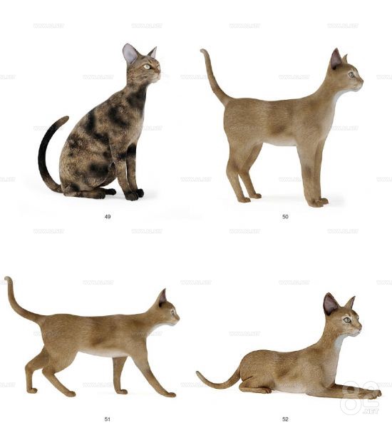 Send out a few more beautiful cat models with movements. 3d Model max ...