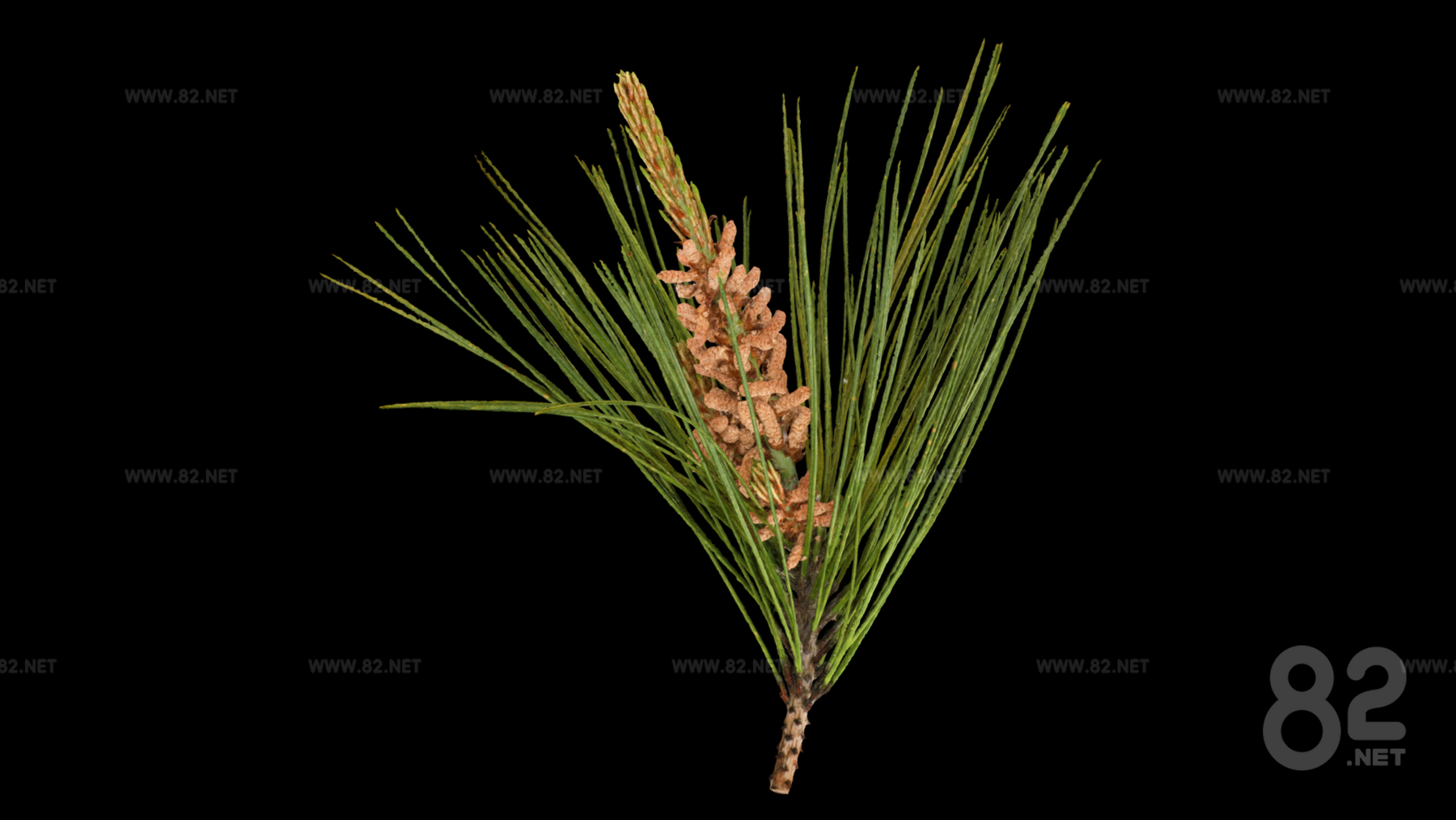 Korean pine 3d Model max | 82Models