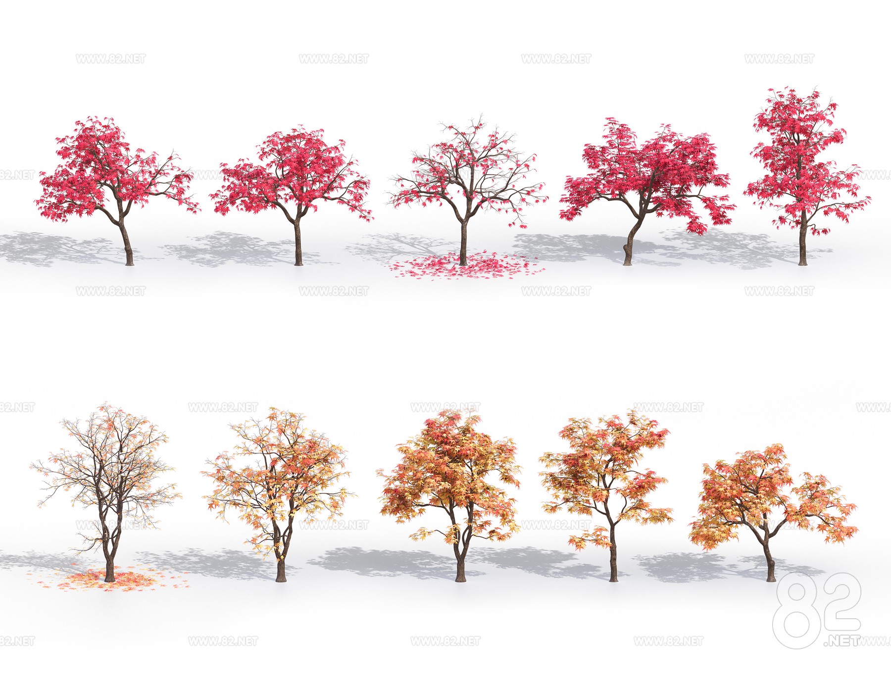 Acer claw landscape tree 3d Model max | 82Models
