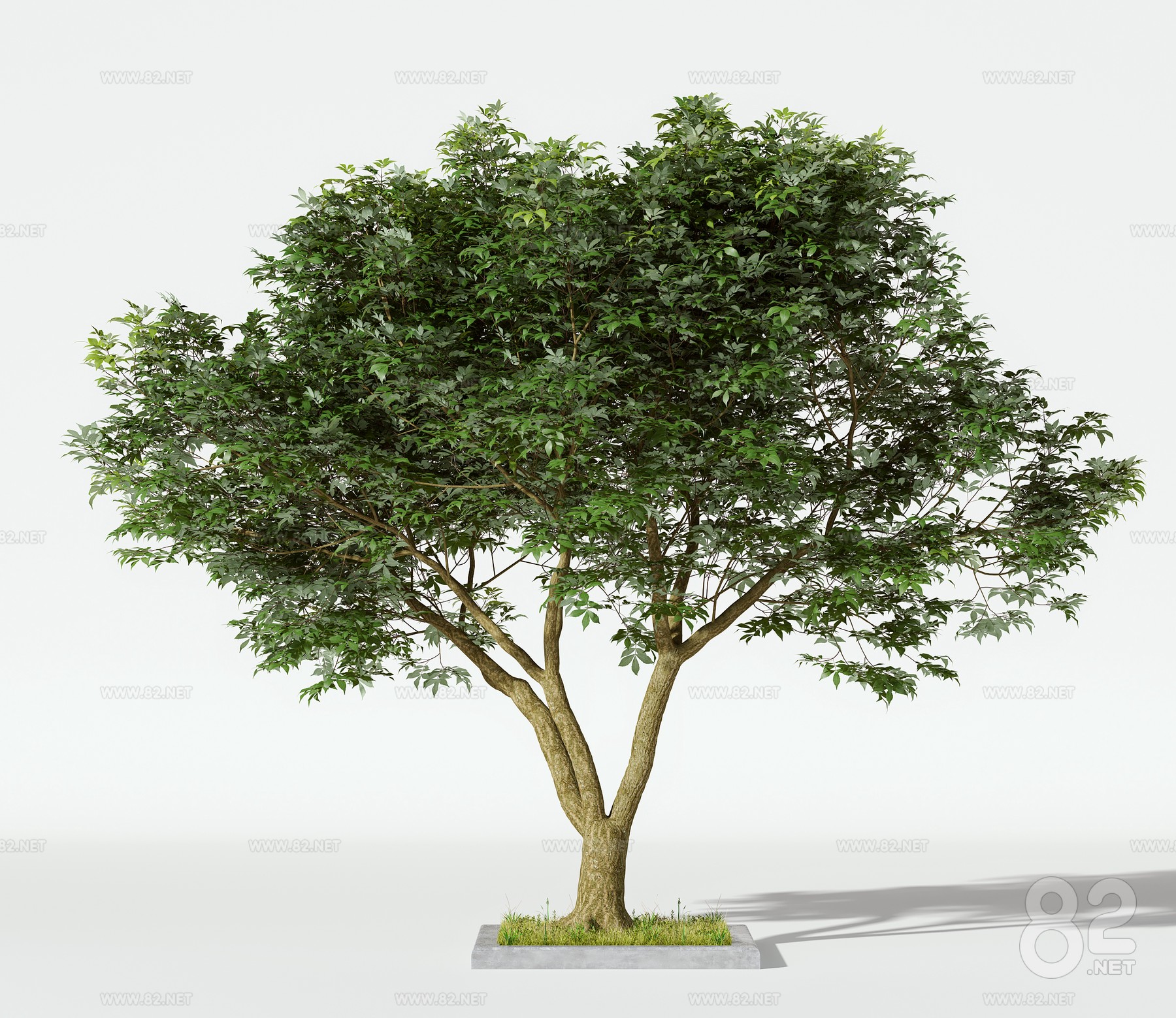 modern big tree 3d Model max | 82Models