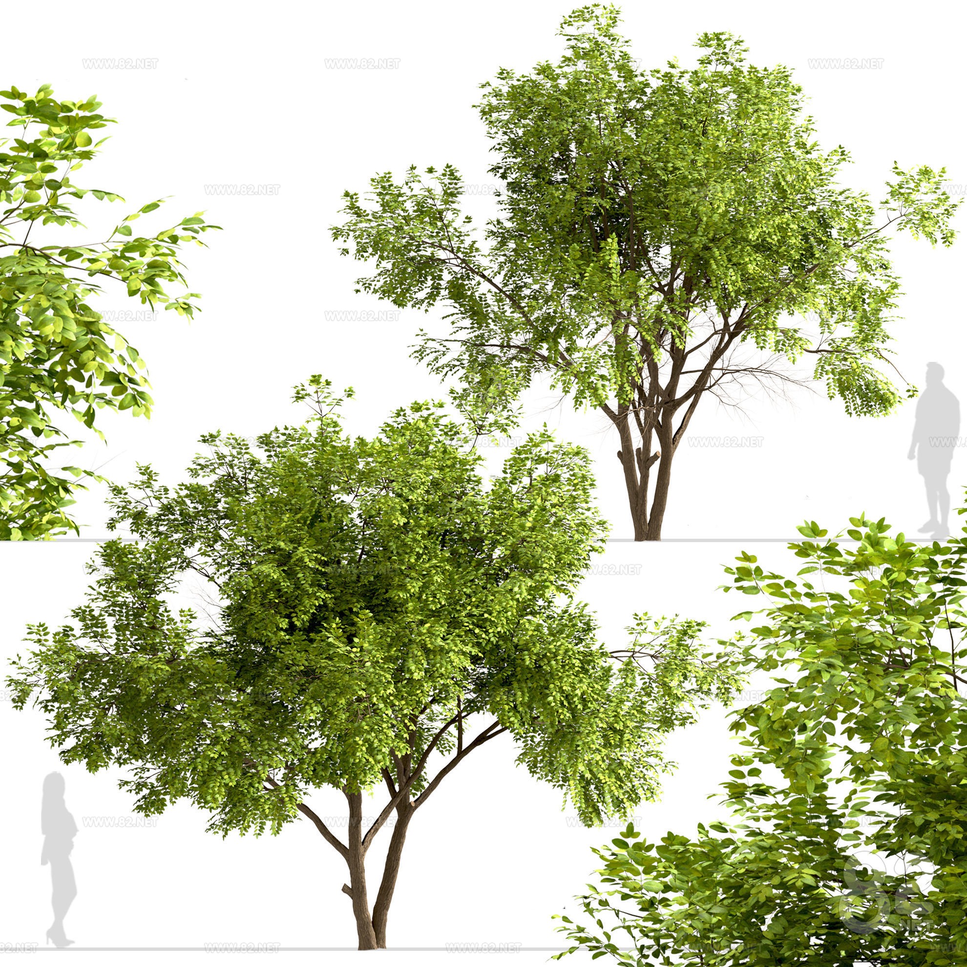 realistic trees 3d Model max | 82Models