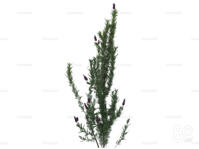 Pine yellow plant 3d Model fbx | 82Models