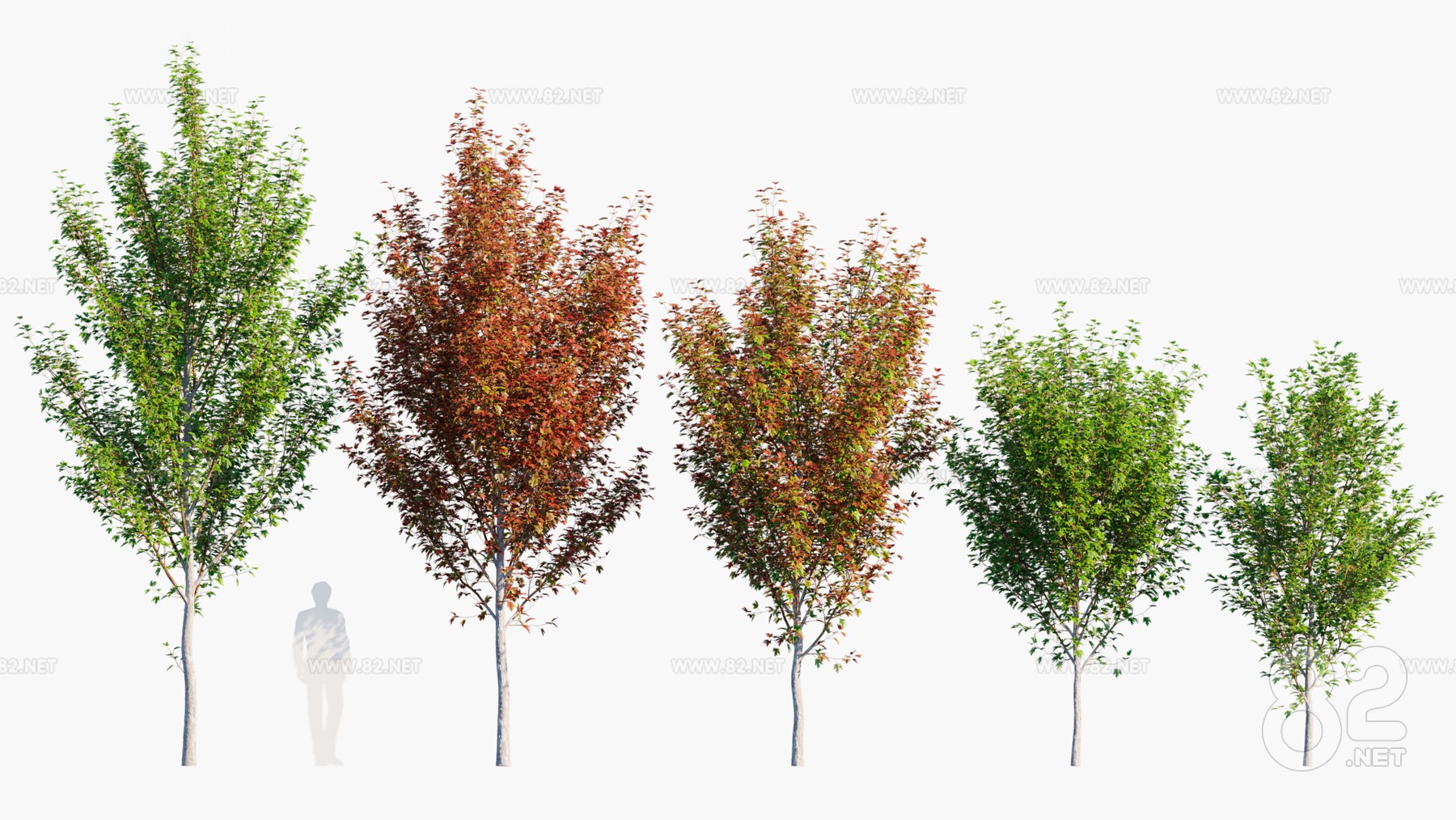 Maple Red Maple 3d Model fbx obj max | 82Models