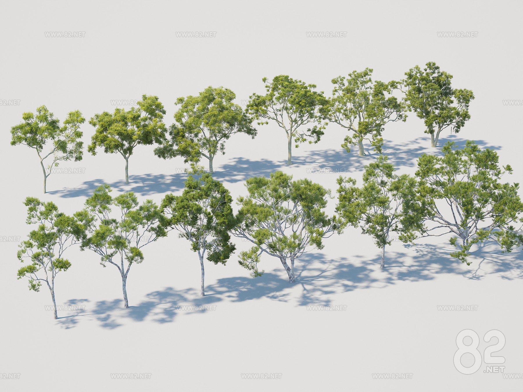 eucalyptus plant 3d Model max | 82Models