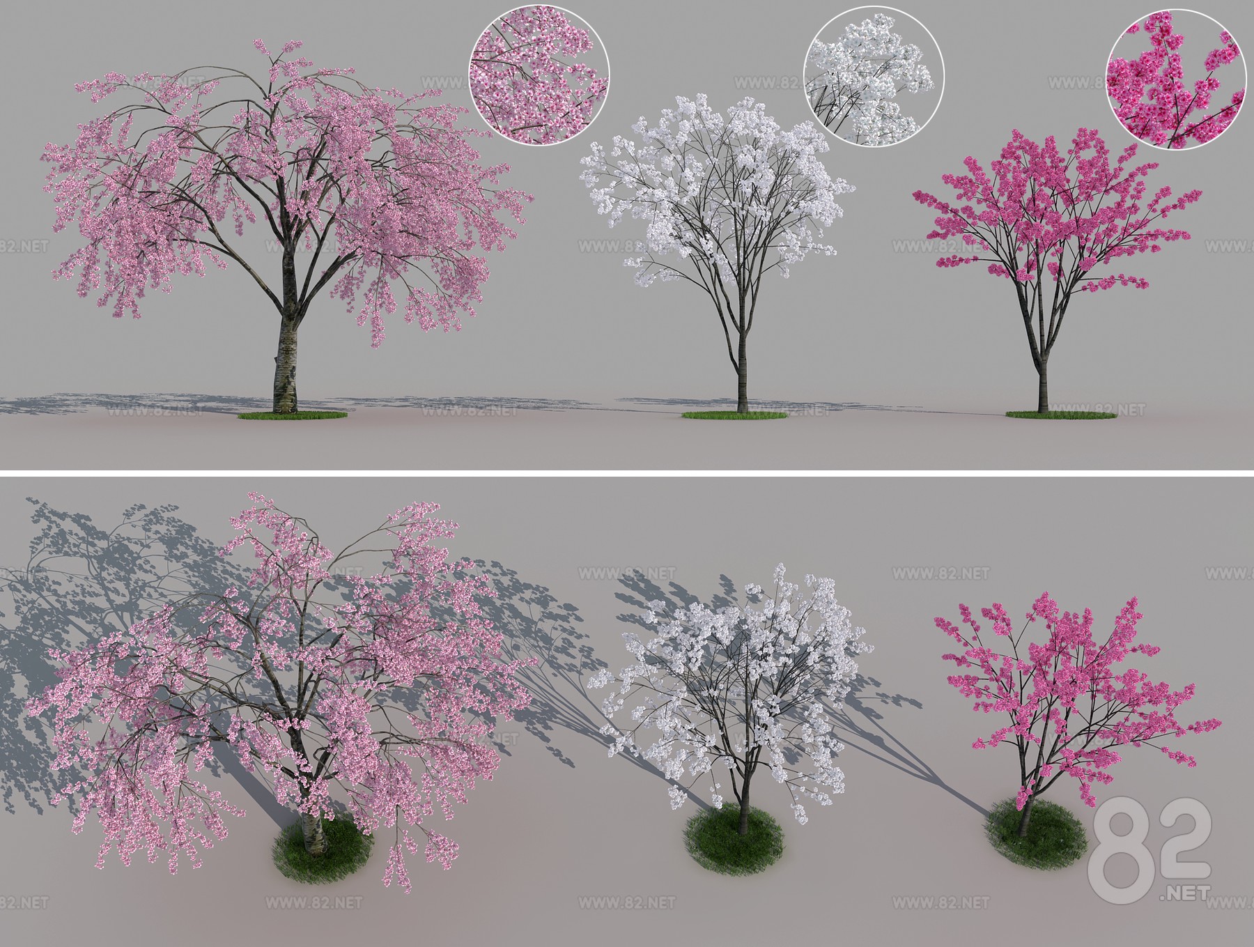 Modern Cherry Blossom Plants 3d Model max | 82Models