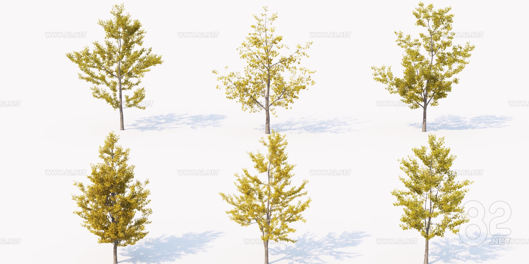 Modern Ginkgo Tree Plants 3d Model max | 82Models