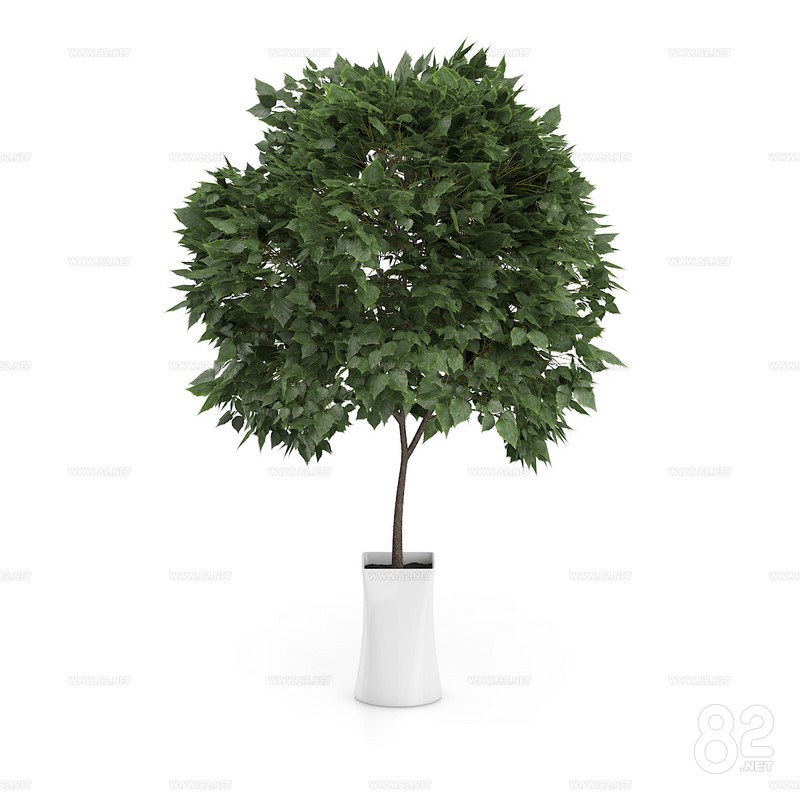 potted plant 3d Model max | 82Models