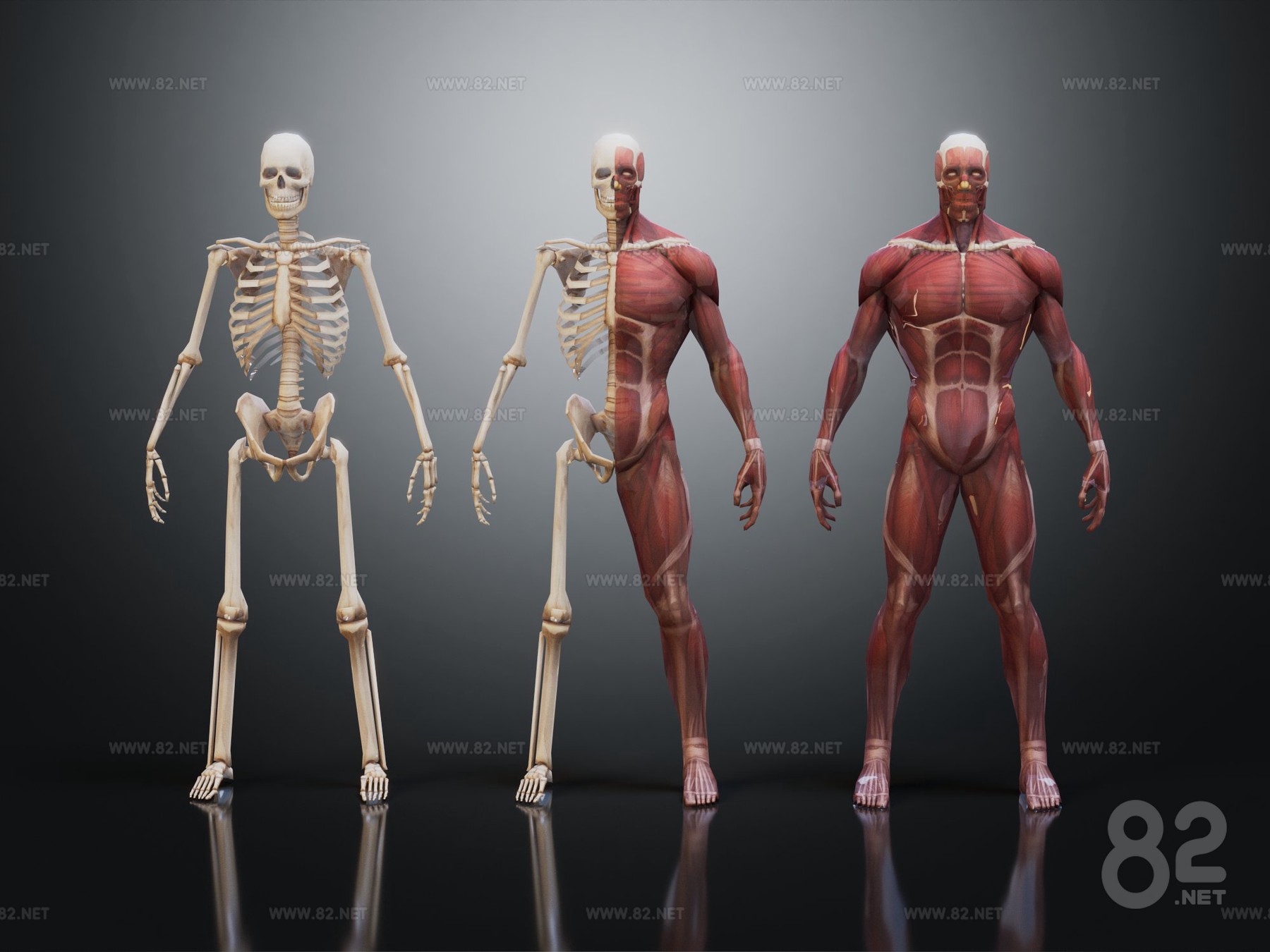 human muscle manikin 3d Model max | 82Models