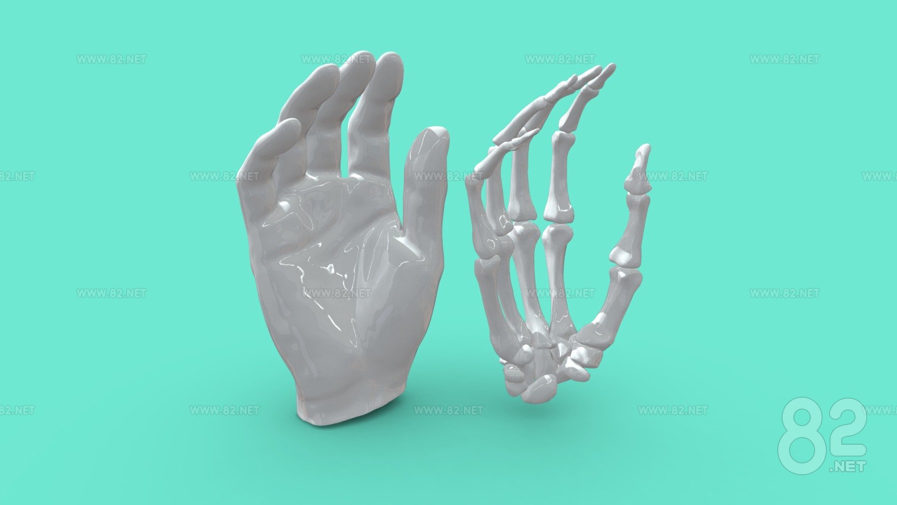 hand anatomy 3d Model max | 82Models