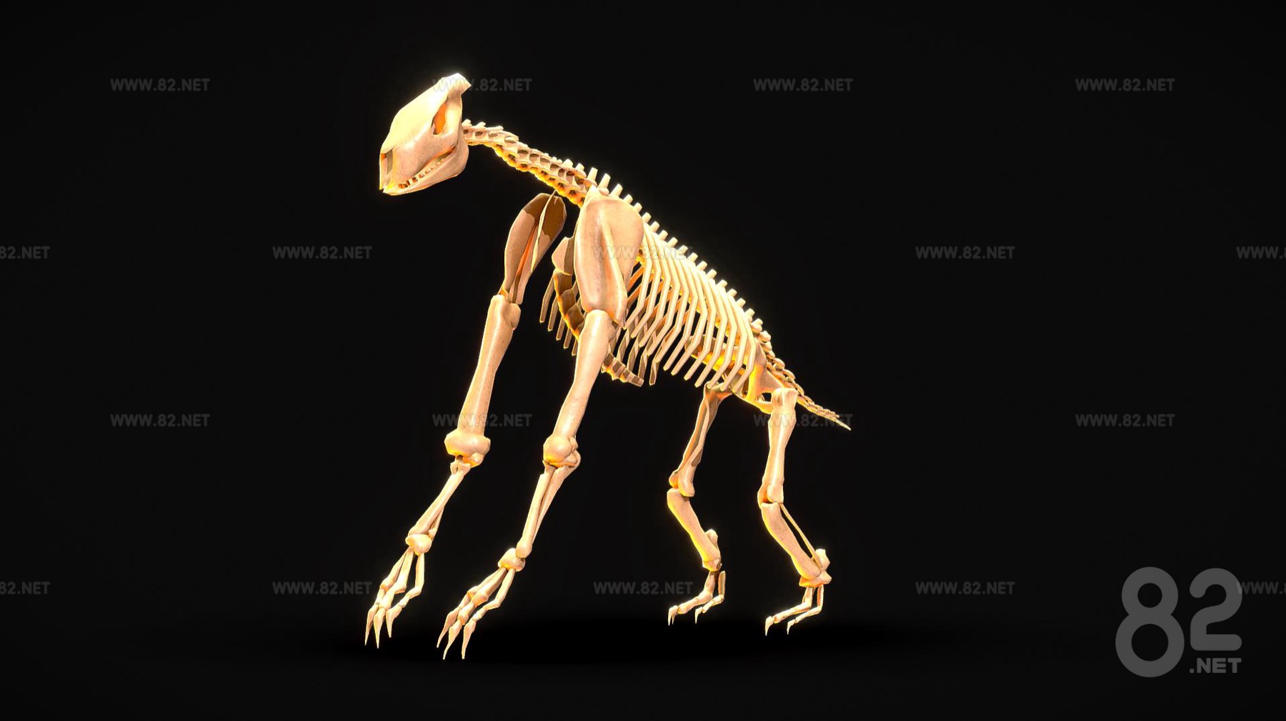 Simian skeleton mammal fossil 3d Model fbx max obj | 82Models