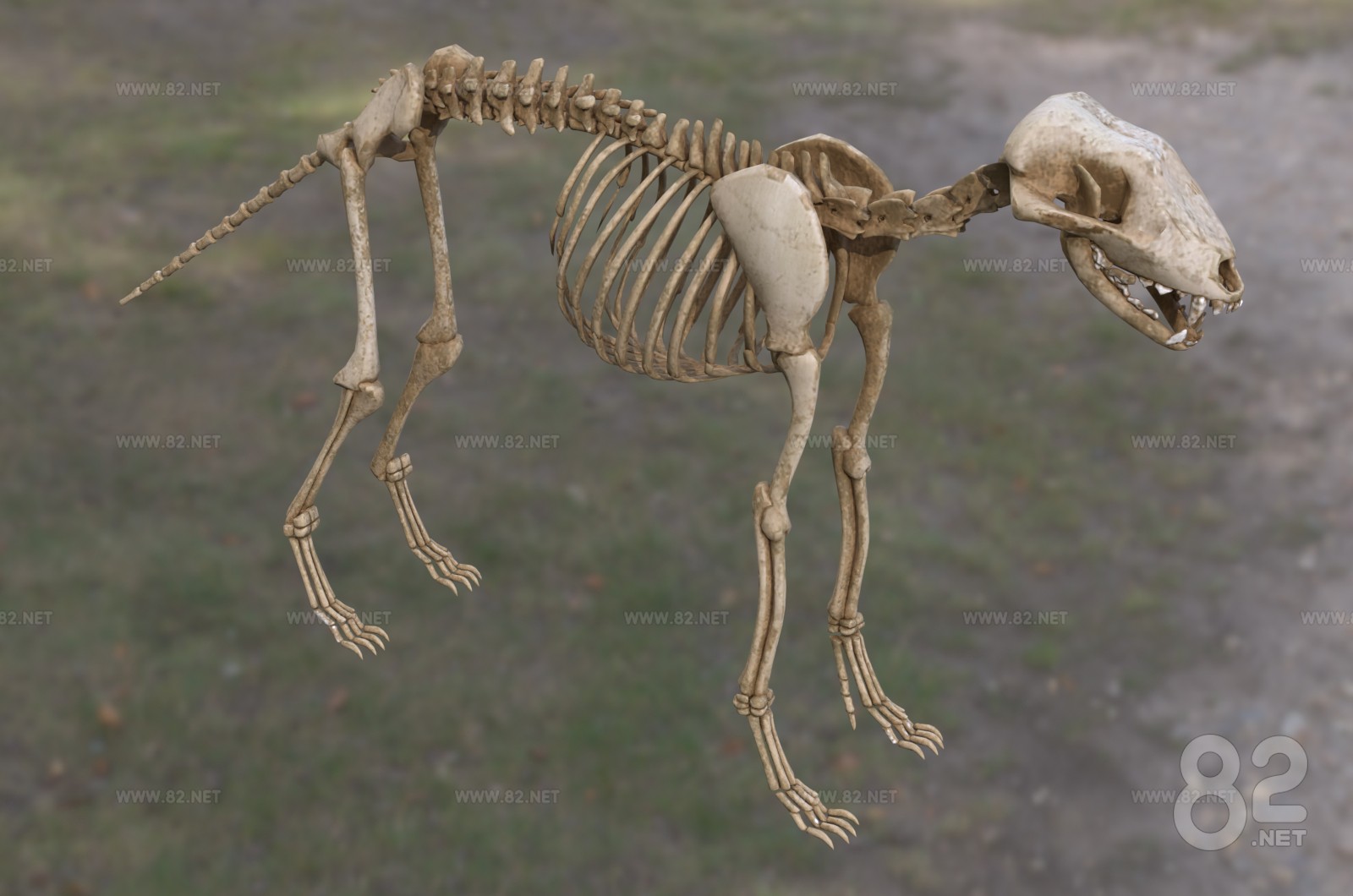 Wolf bone fossil 3d Model max | 82Models