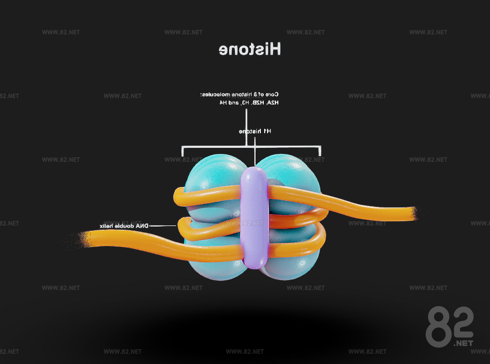 histone structure nucleus 3d Model ma/mb | 82Models