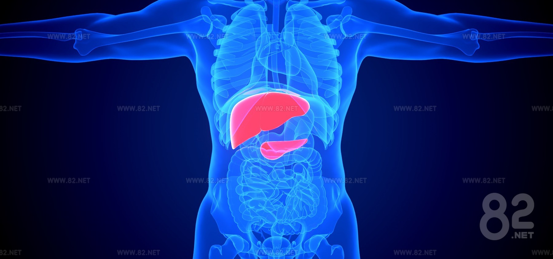 Human Medical Liver Diseases Human Body 3d Model c4d | 82Models