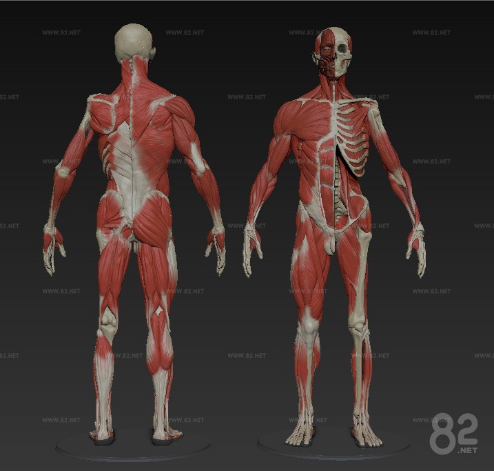 High model of human skeletal muscle 3d Model obj | 82Models