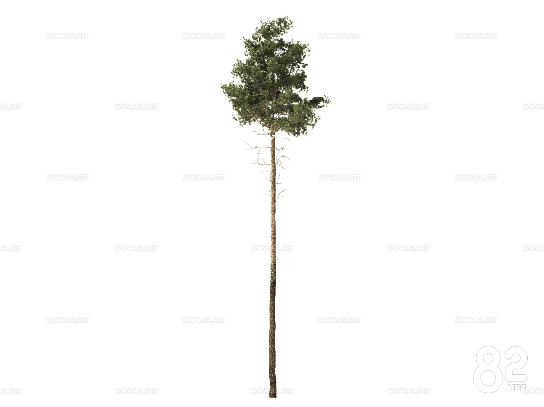 Pine trees trees cypress trees | 3Ds Max(.max) - 82Models