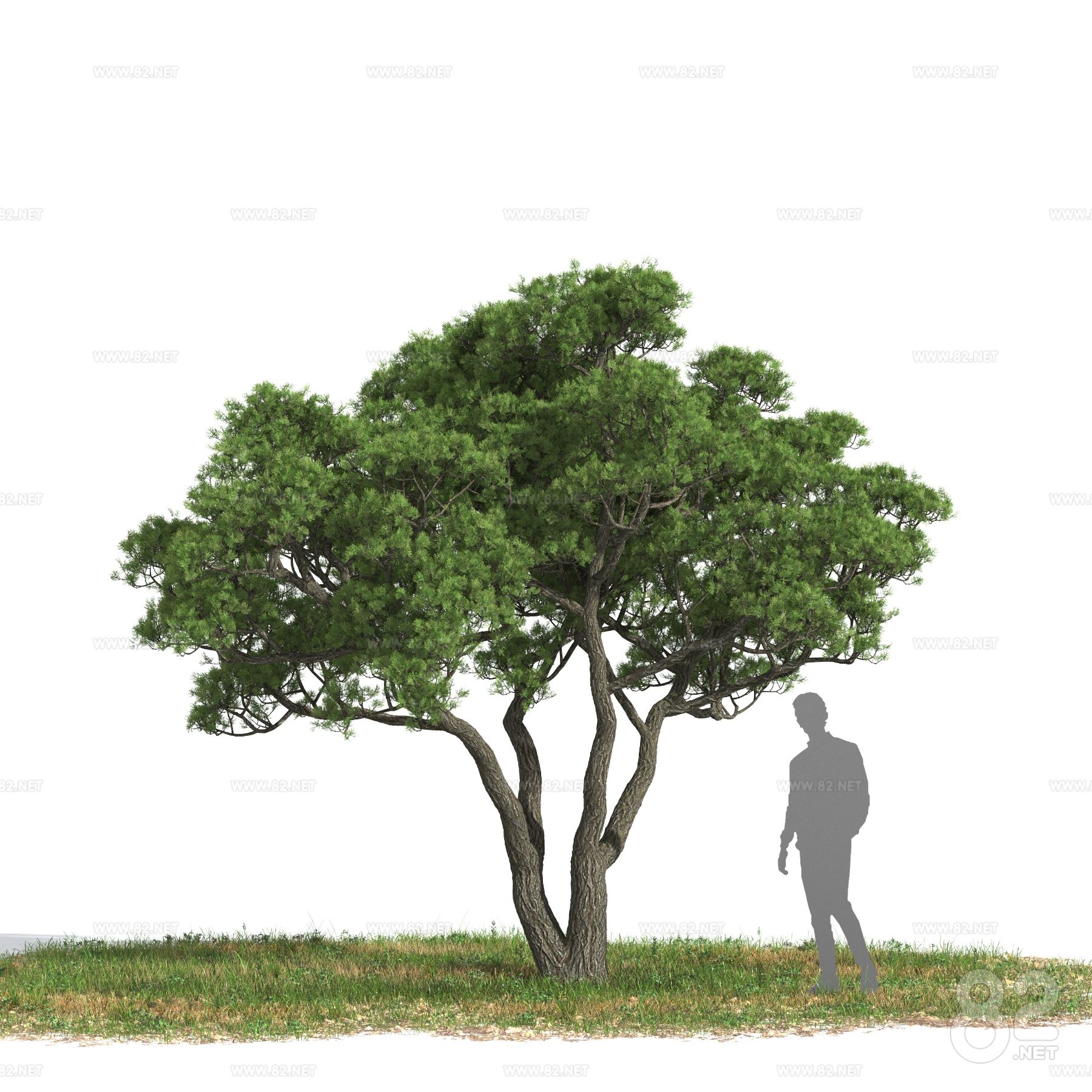 Landscape tree free | 3Ds Max(.max) - 82Models