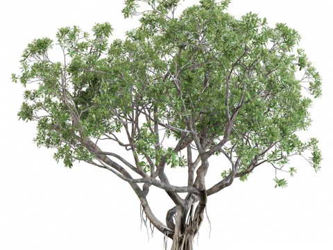 Big Tree Landscape Tree Maple | 3Ds Max(.max) - 82Models