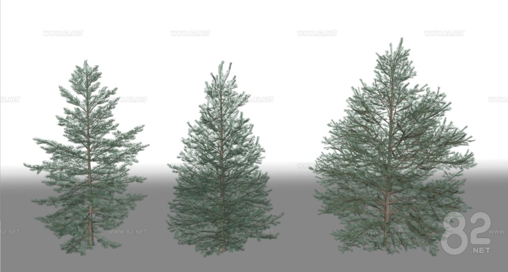 pine white fir conifer | SketchUp(.skp) - 82Models