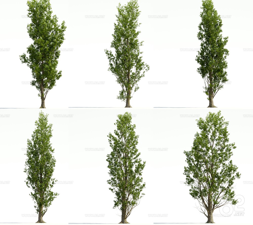 Beech Tree Landscape Tree | 3Ds Max(.max) - 82Models
