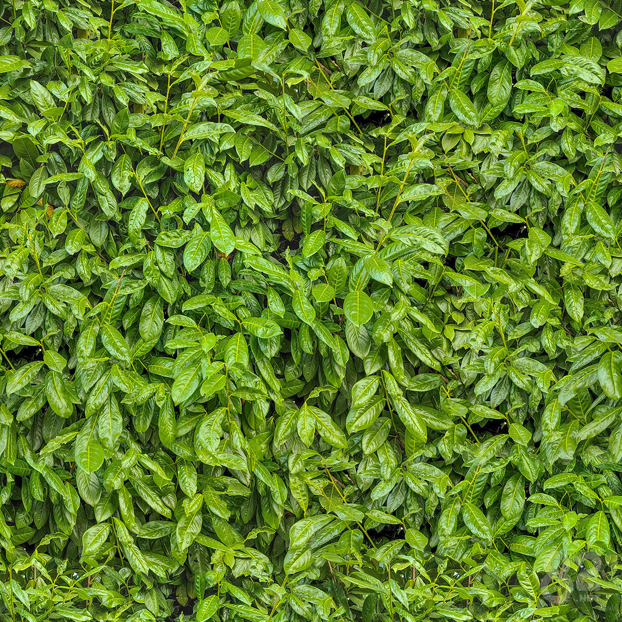 Seamless Green Landscape Grass Shrub Plant Tree Fence Wall 3D | Texture ...