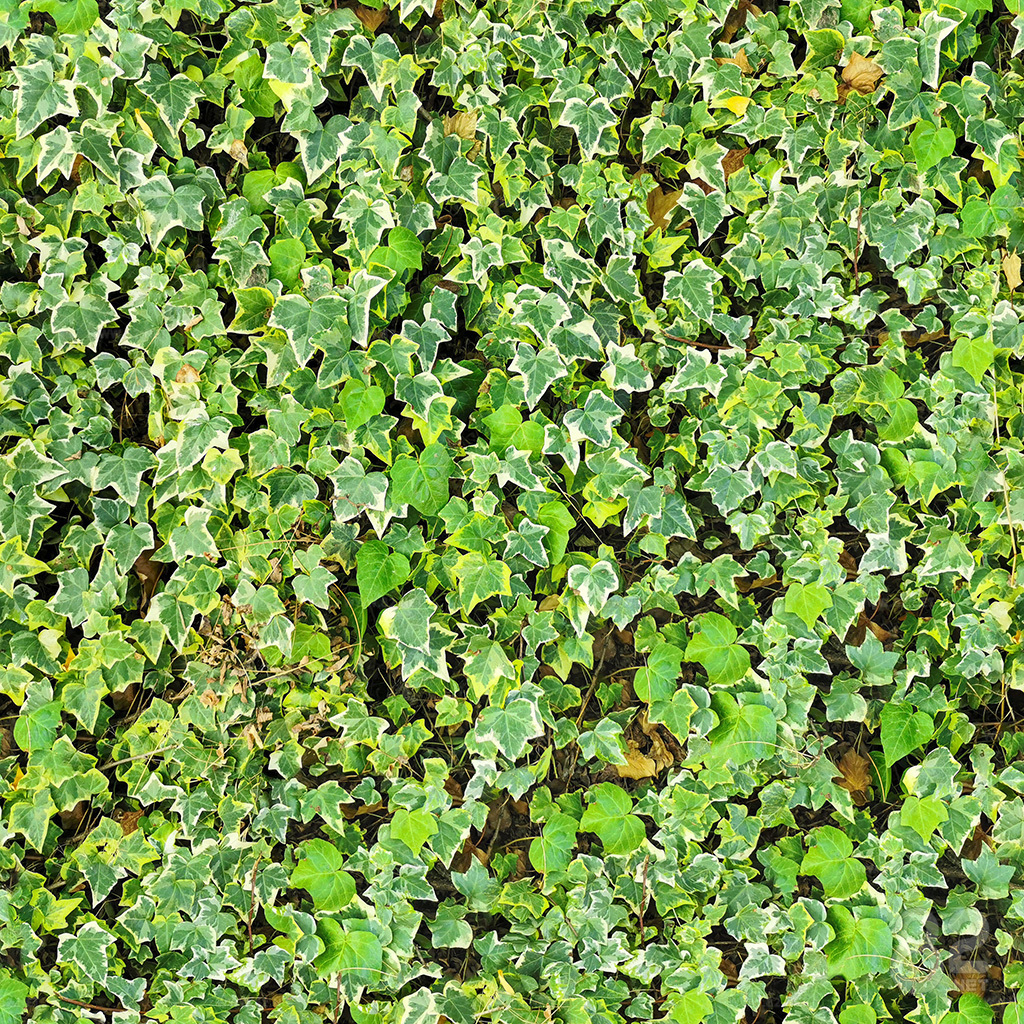 Turf Plants Grass Shrub Green Planting Ground 3D | Texture Maps (.jpg ...