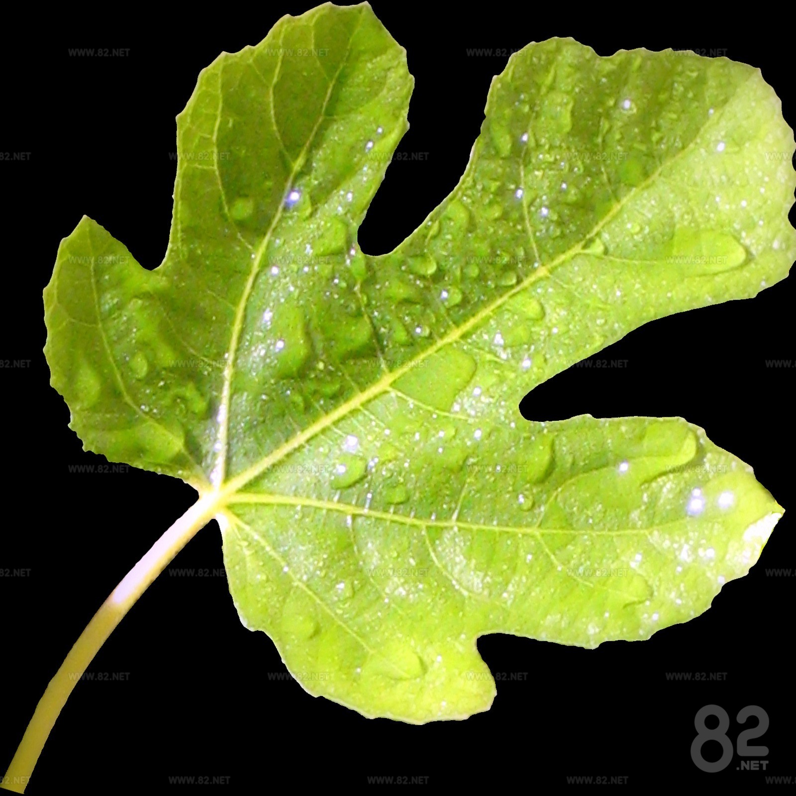 leaves | Texture Maps (.jpg .png) - 82Models