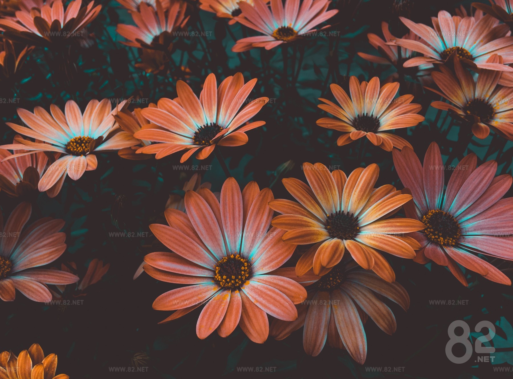 Plants | Texture Maps (.jpg .png) - 82Models