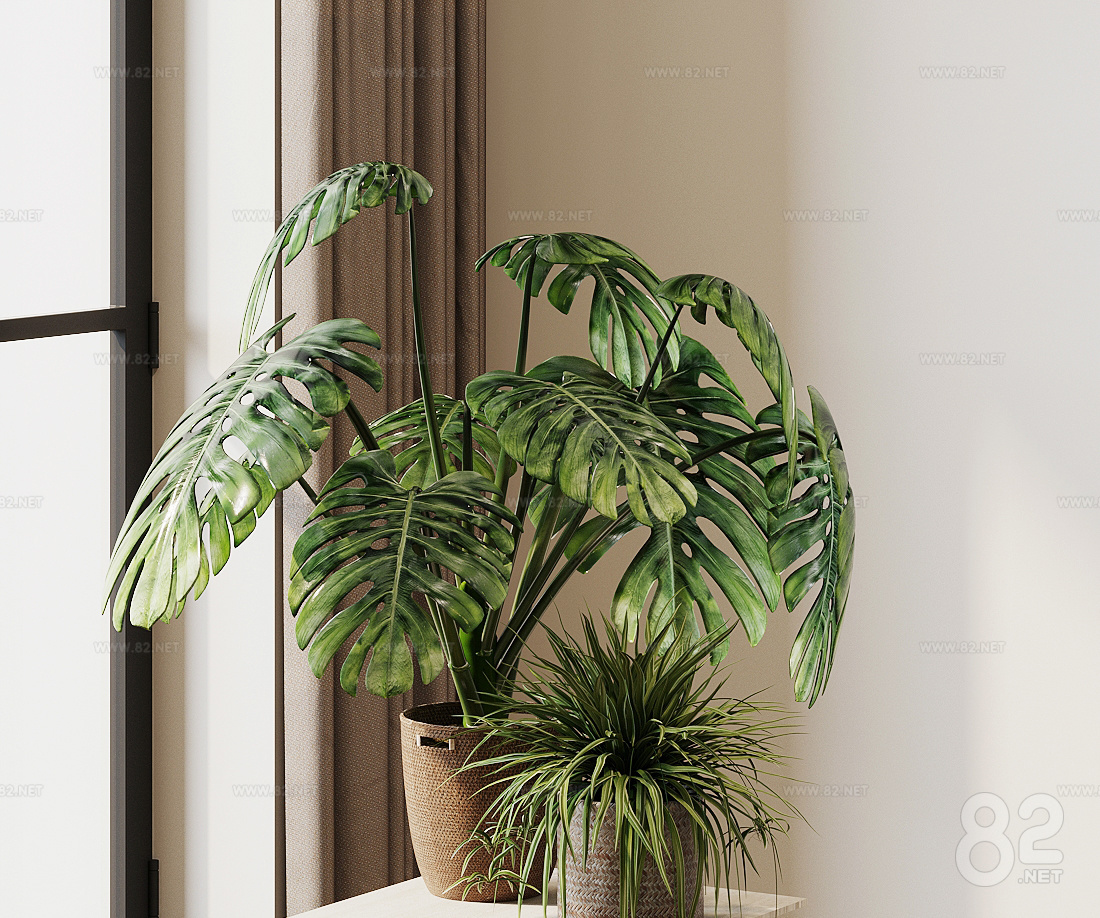 potted turtle-backed bamboo bird of paradise | 3Ds Max(.max) - 82Models