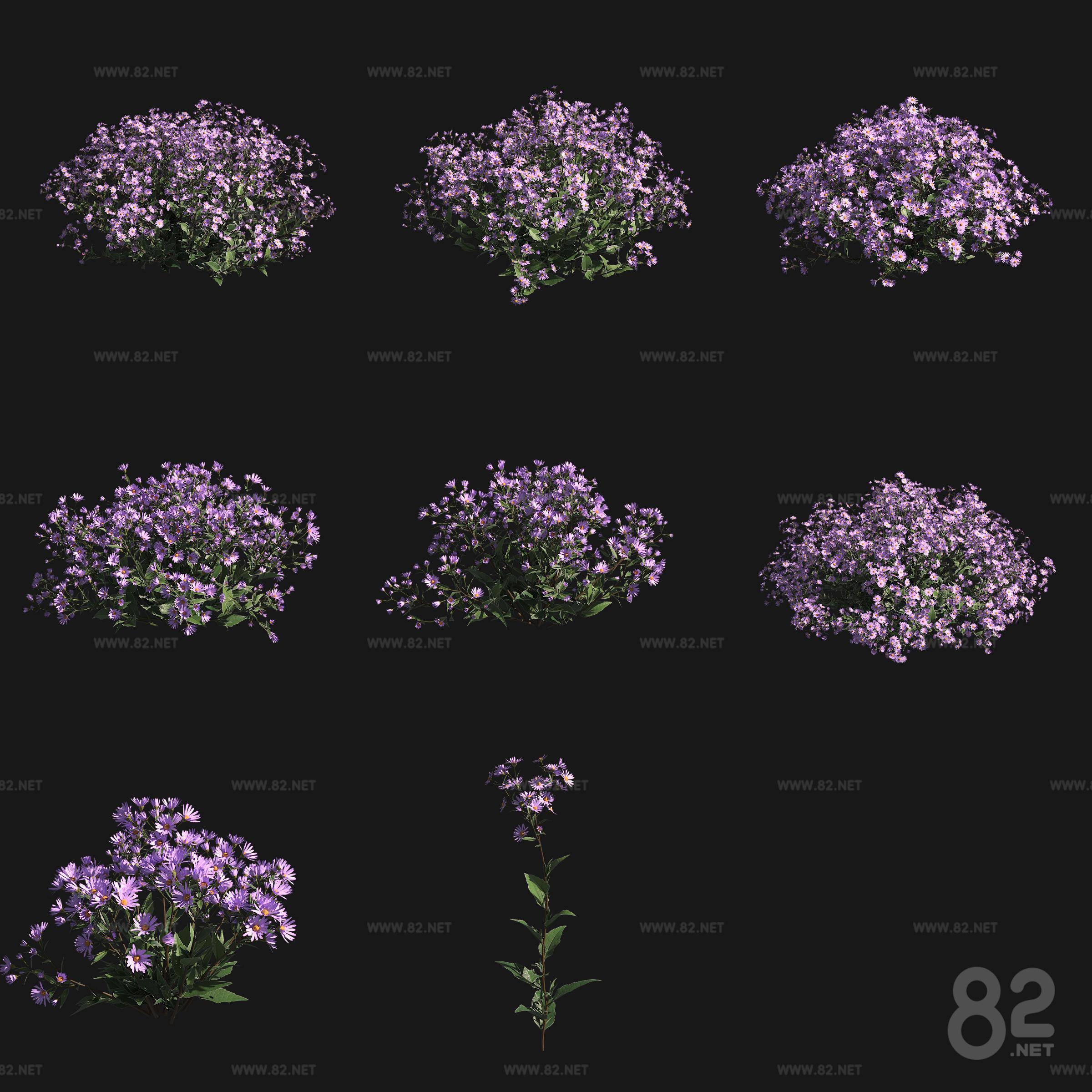 Three Vein Aster Flowers and Shrubs download | 3Ds Max(.max) - 82Models