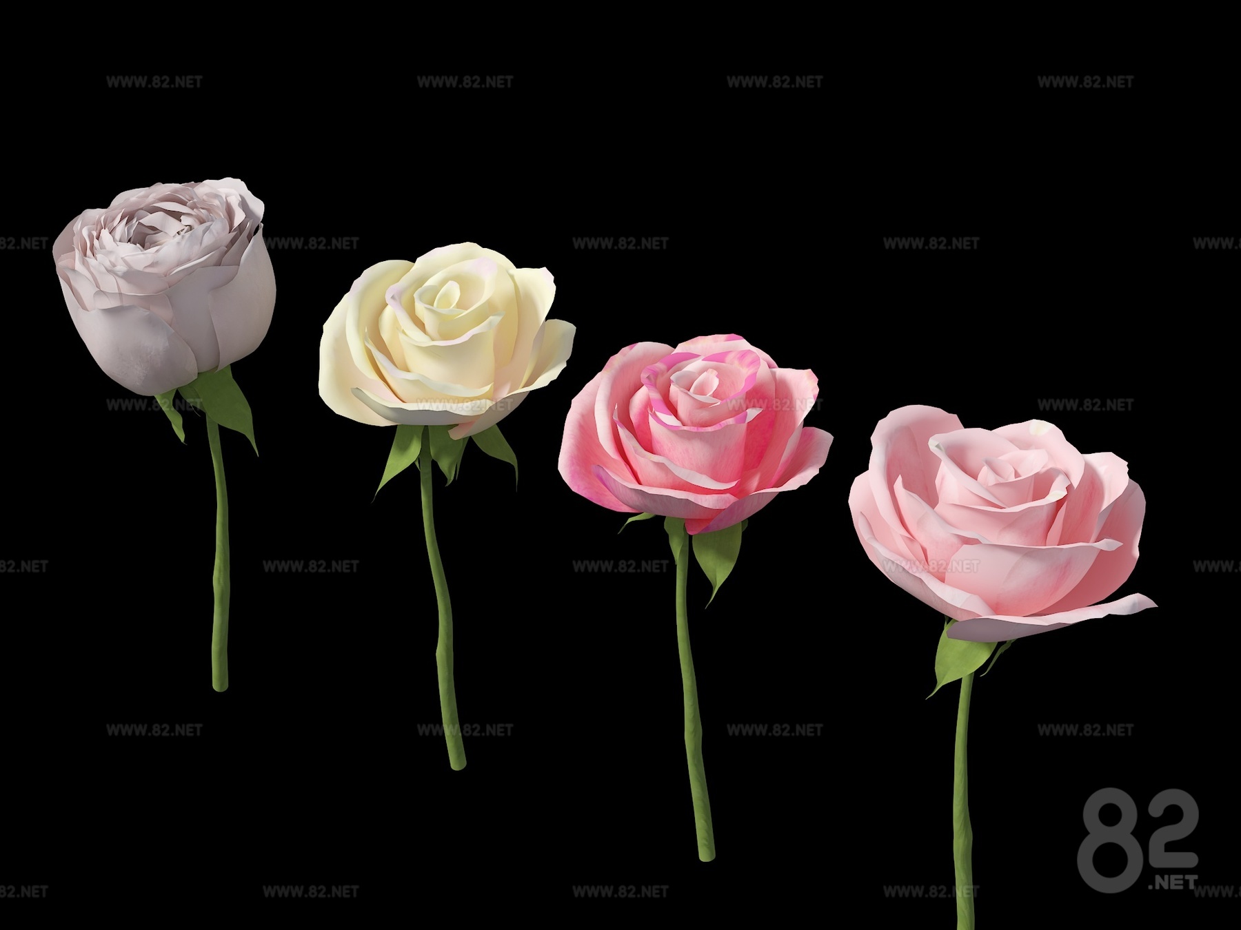 Flower Rose Flower Flower Flower Flower Outdoor Plant Landscape Flower ...