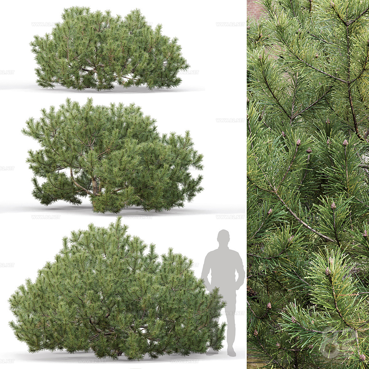 pine tree download | 3Ds Max(.max) - 82Models