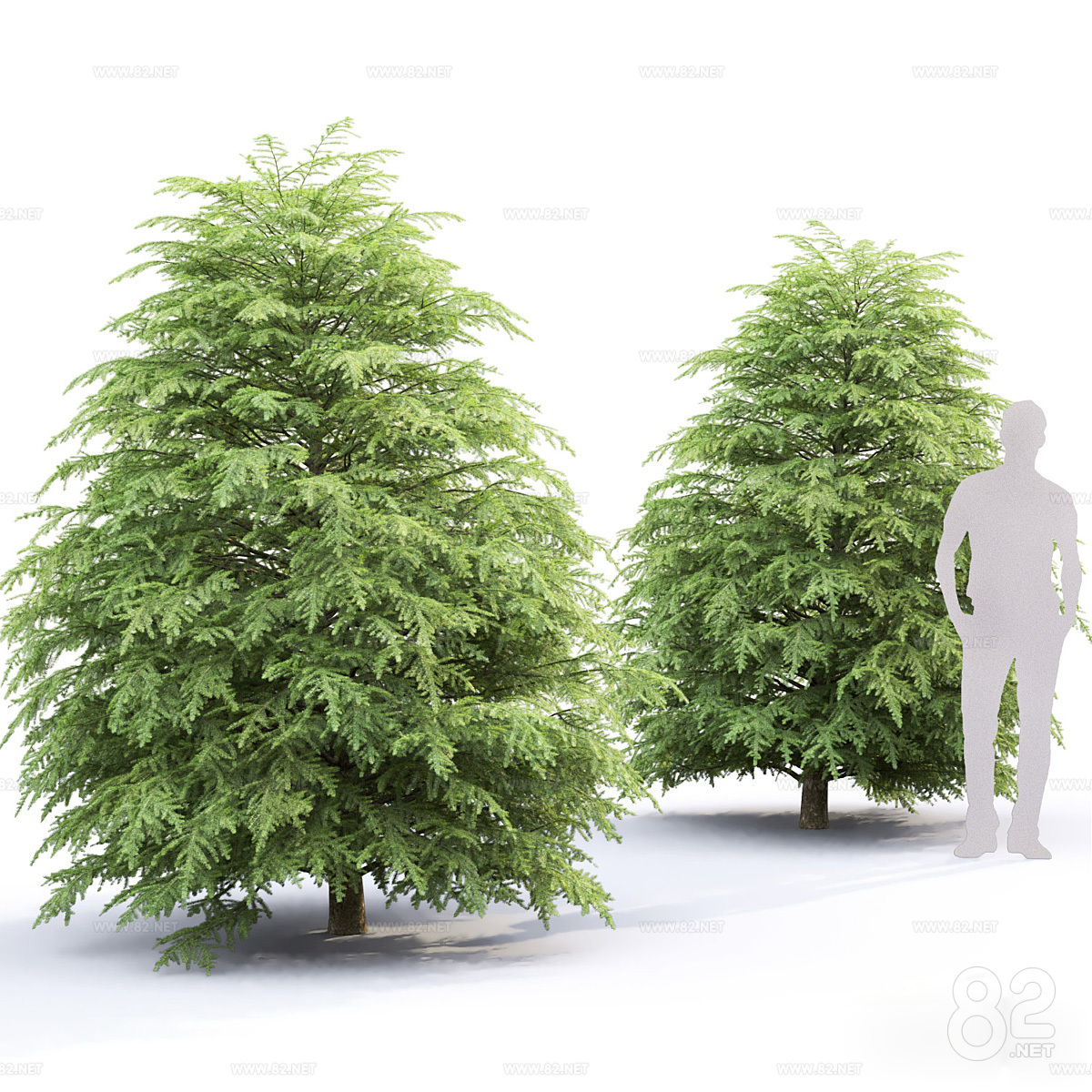 tree big tree spruce download | 3Ds Max(.max) - 82Models