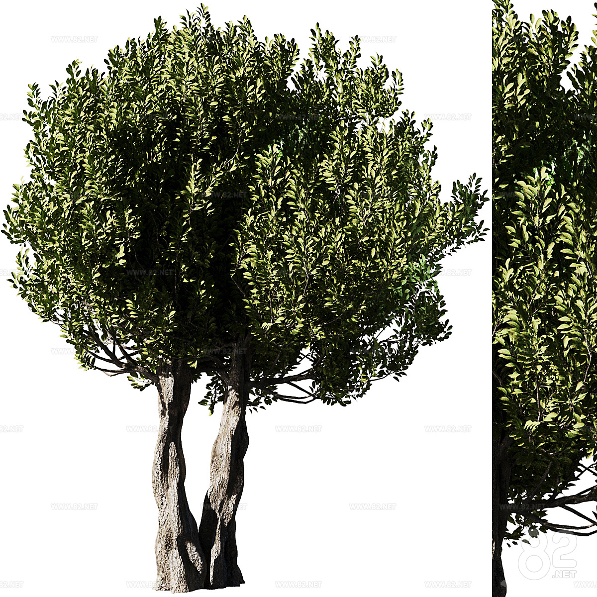 Olive Tree download | 3Ds Max(.max) - 82Models