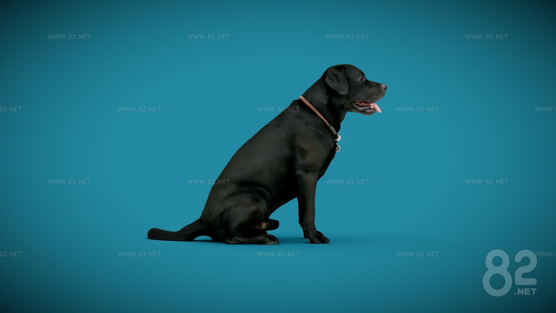 Dog A- 2 6-Labrador download | SketchUp(.skp) - 82Models
